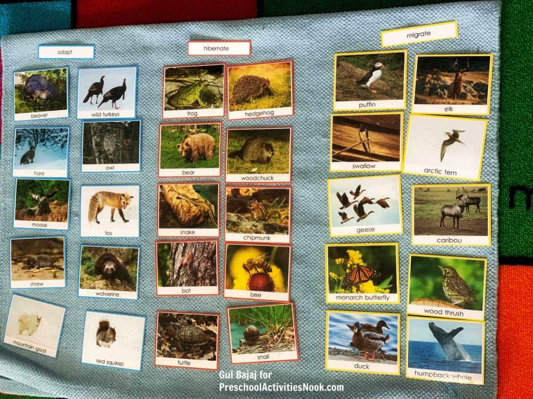 Animals in Winter Preschool Activities Theme